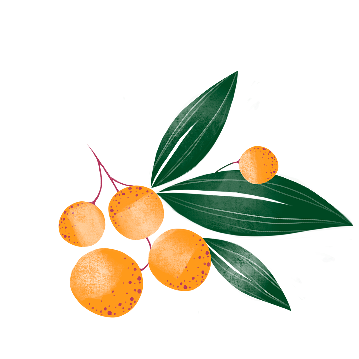 Hello Circus - Watercolour Oranges, Wall Decals | Hello Circus