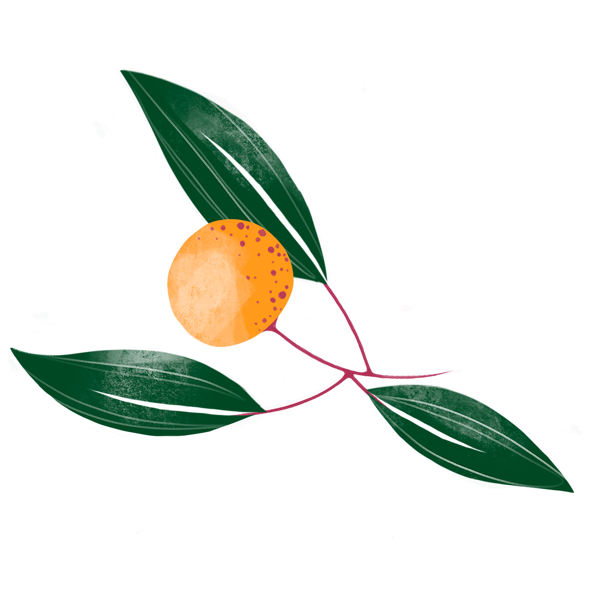 Hello Circus - Watercolour Oranges, Wall Decals | Hello Circus